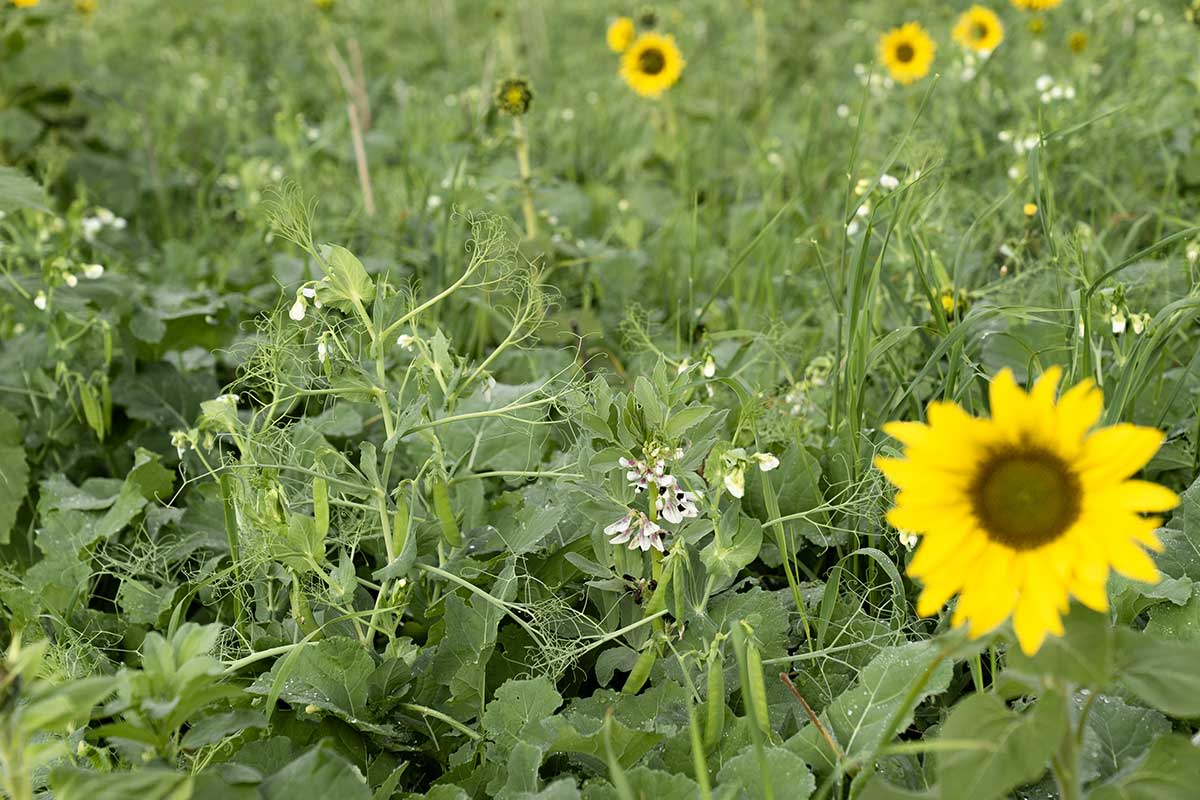 Cover crop strategies for intercropping as part of your rotation | KUHN