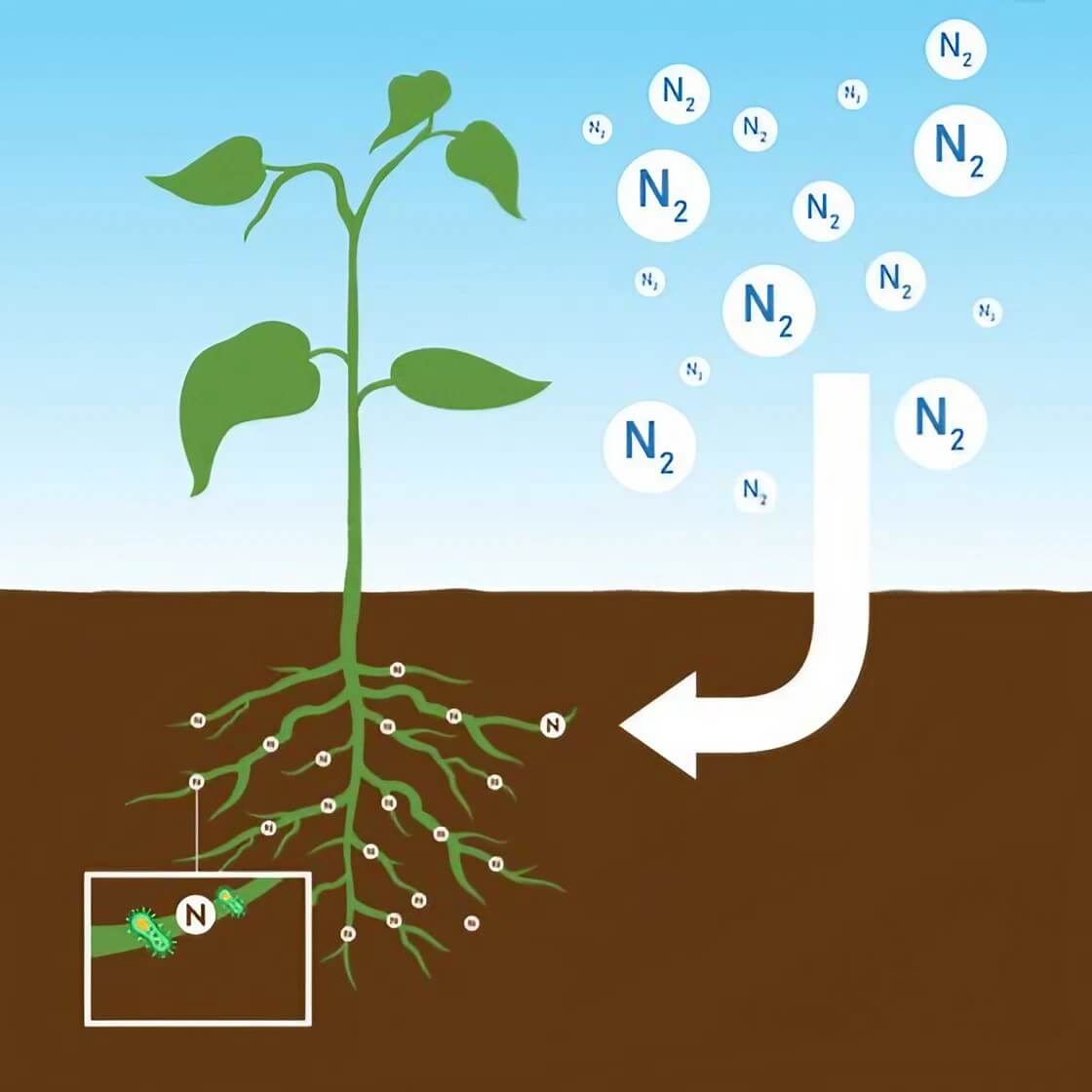 Optimising nitrogen by intercropping with legumes | KUHN
