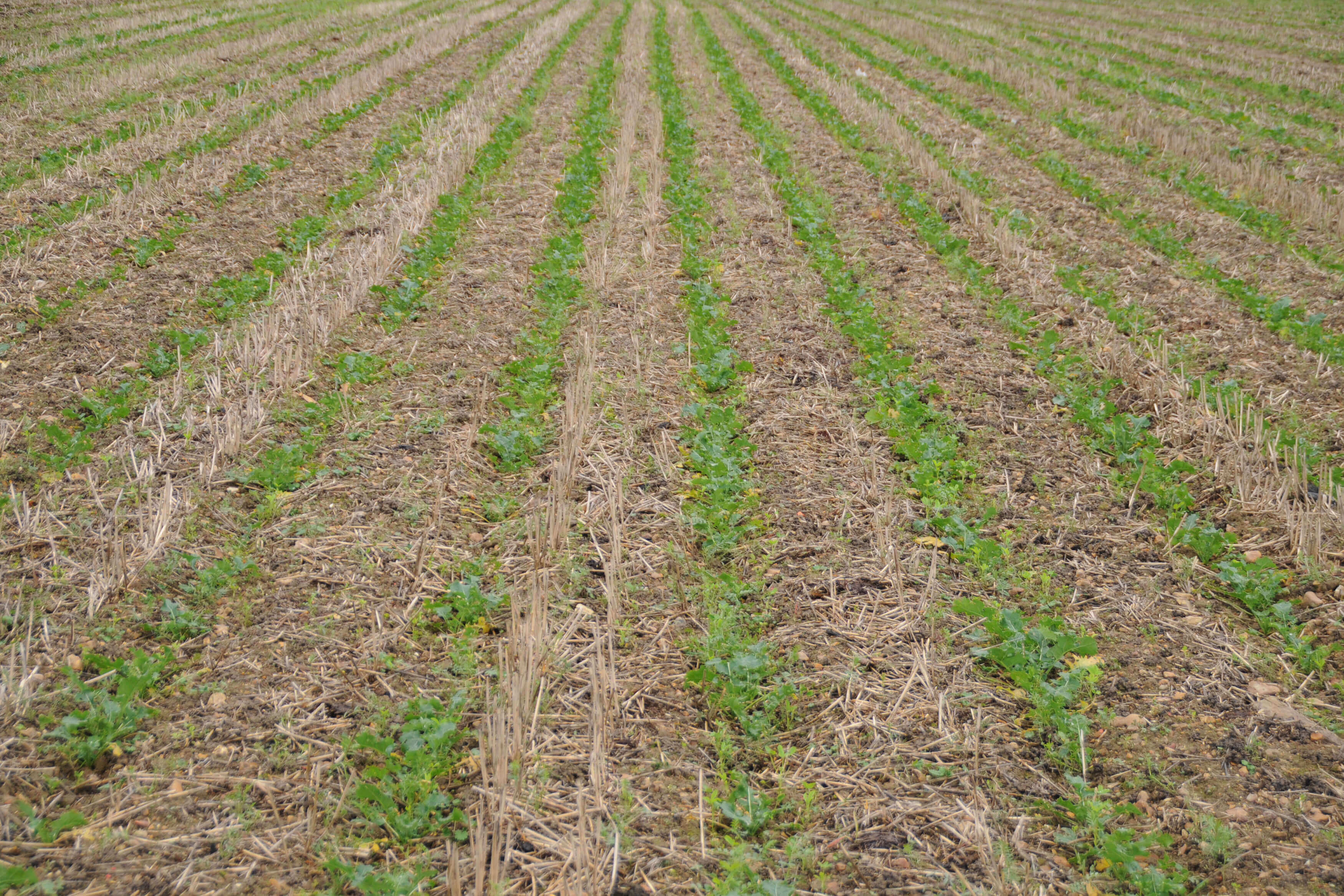 Strip-tillage: definition and basics | KUHN
